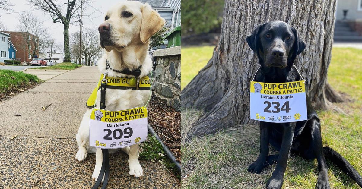 Join us for the second annual CNIB Guide Dogs Pup Crawl! | CNIB